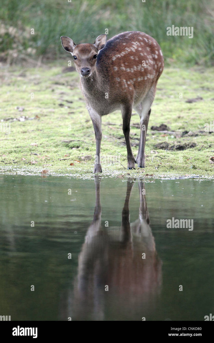 Sika Deer (Cervus nippon) introduced species, doe, drinking, standing ...