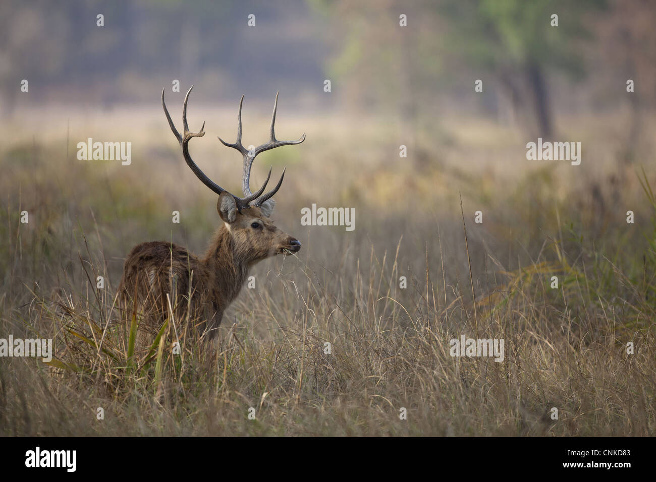 Hard ground swamp deer hi-res stock photography and images - Alamy