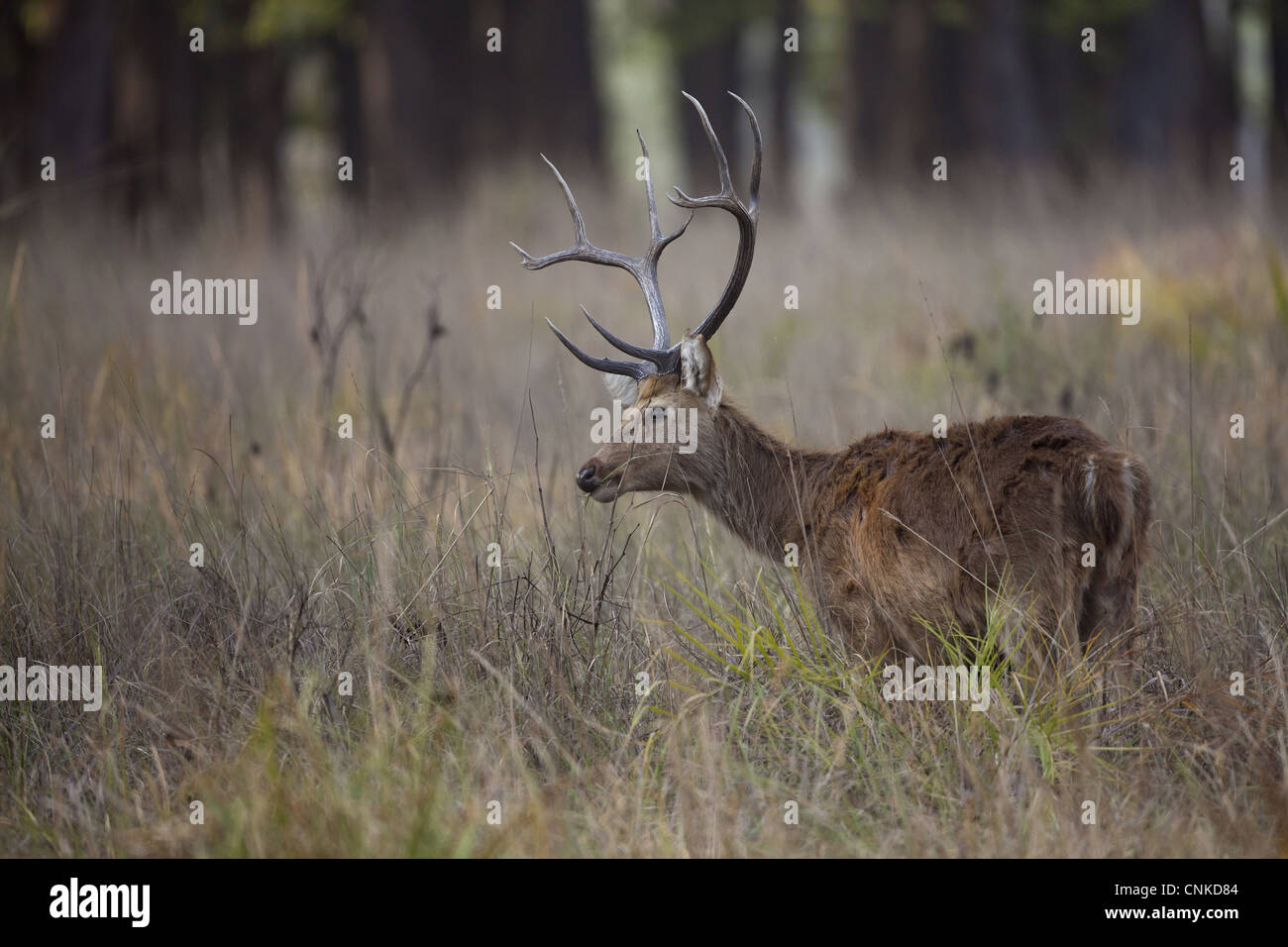 Swamp Deer (Rucervus duvaucelii branderi) hard-ground form, adult male ...