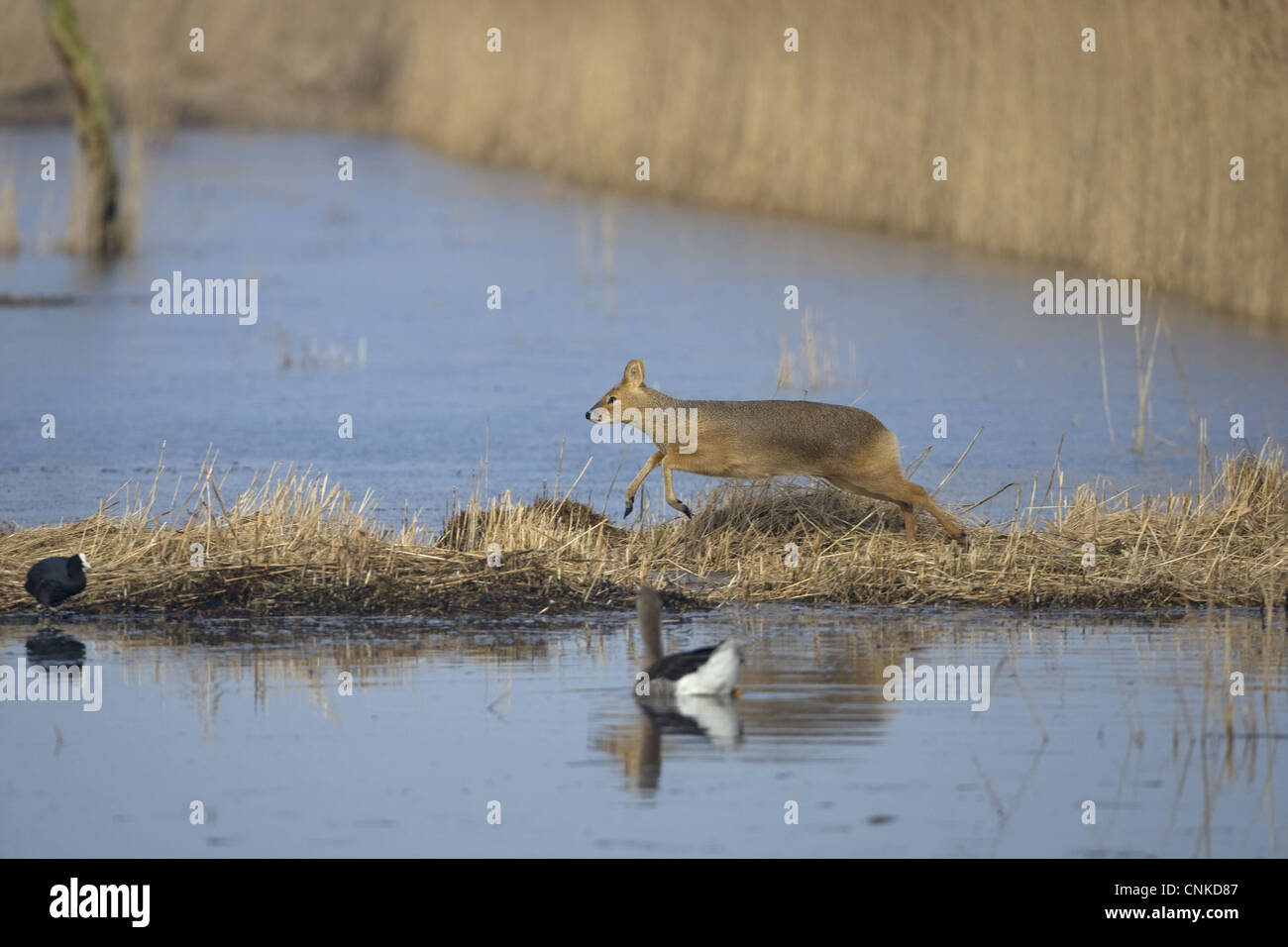 Chinese Water Deer (Hydropotes inermis) introduced species, adult ...