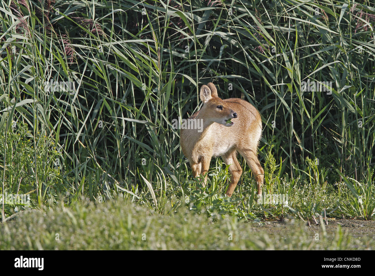 Chinese Water Deer Hydropotes inermis introduced species adult female ...