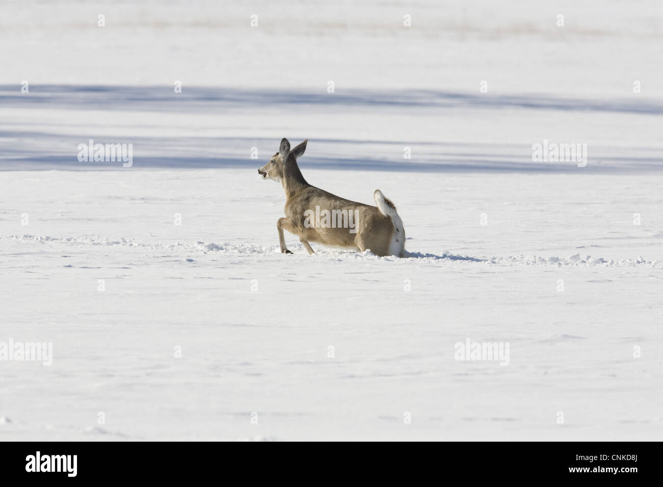 White tailed deer running through hi-res stock photography and images ...
