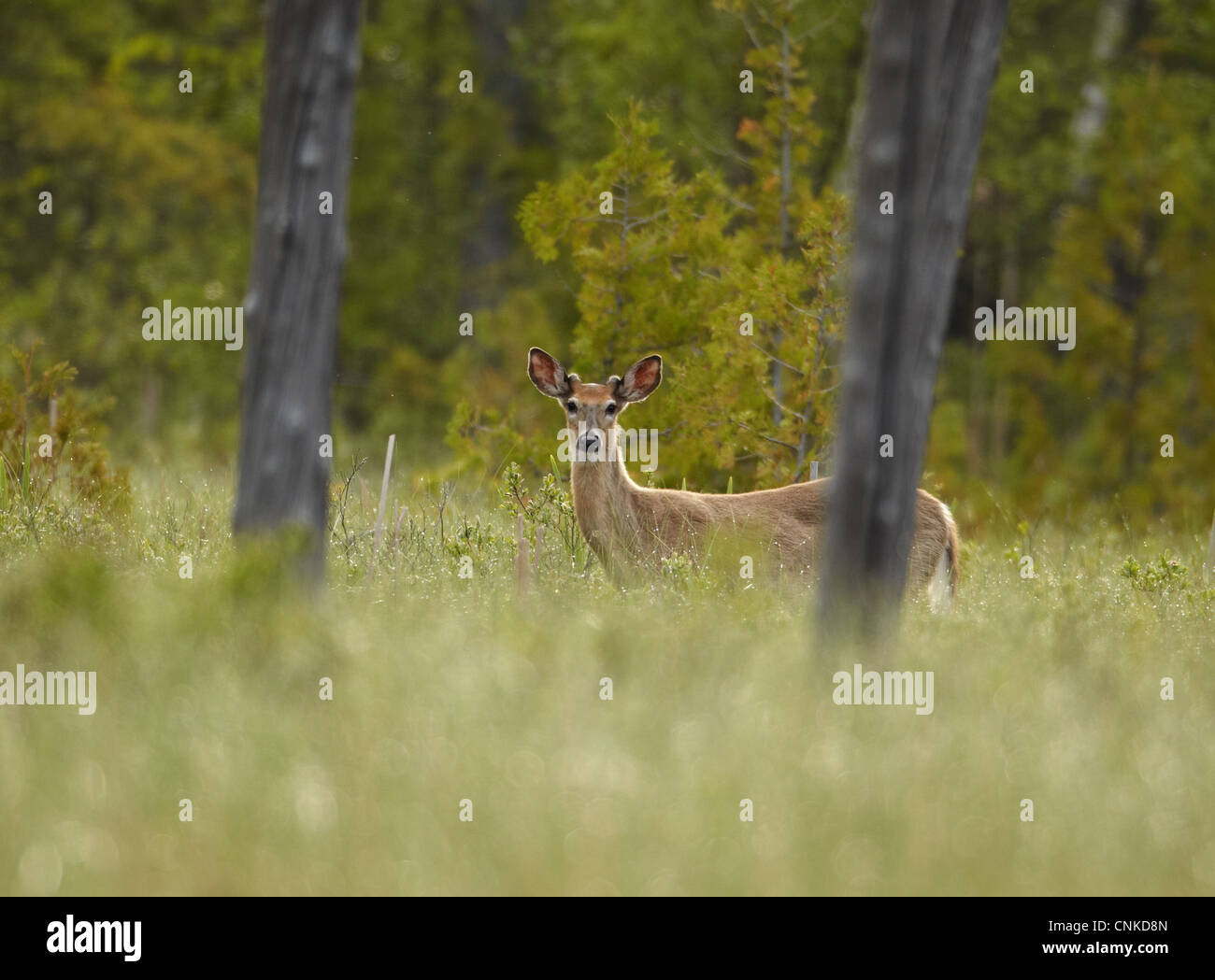 White-tailed Deer (Odocoileus virginianus) young buck, standing behind ...