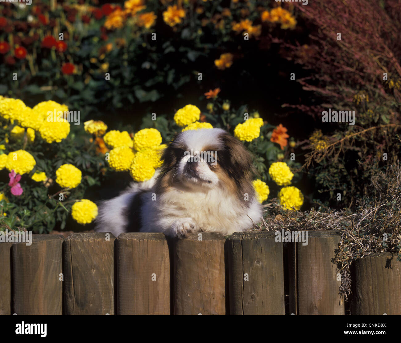 Is The Pekingese Legal In France