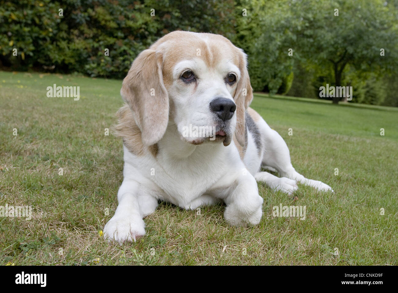 Fat beagle hi-res stock photography and images - Alamy