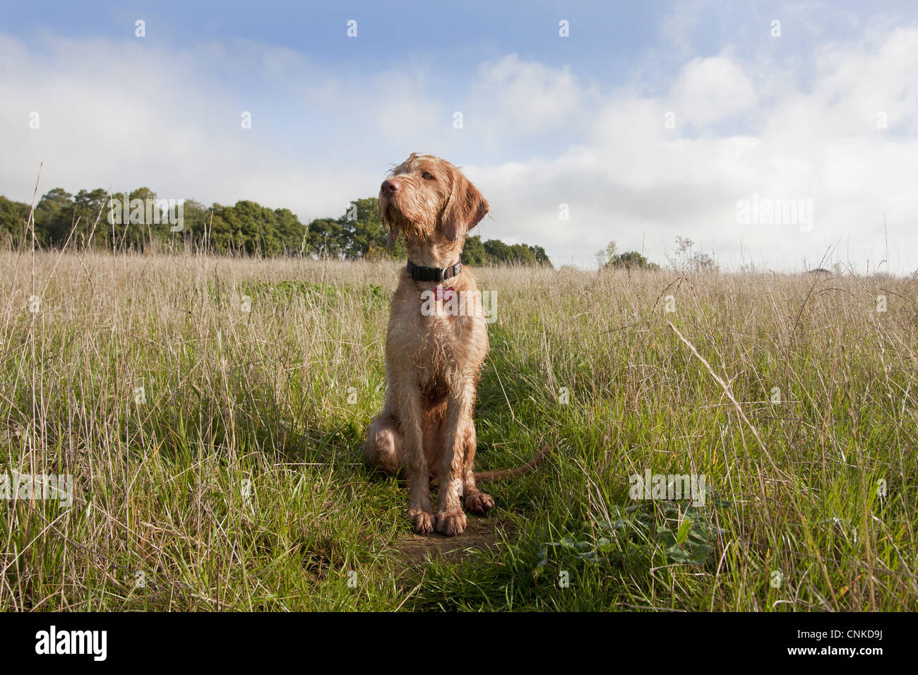 Domestic Dog, Wire-haired Hungarian Vizsla, female puppy, with wet coat ...