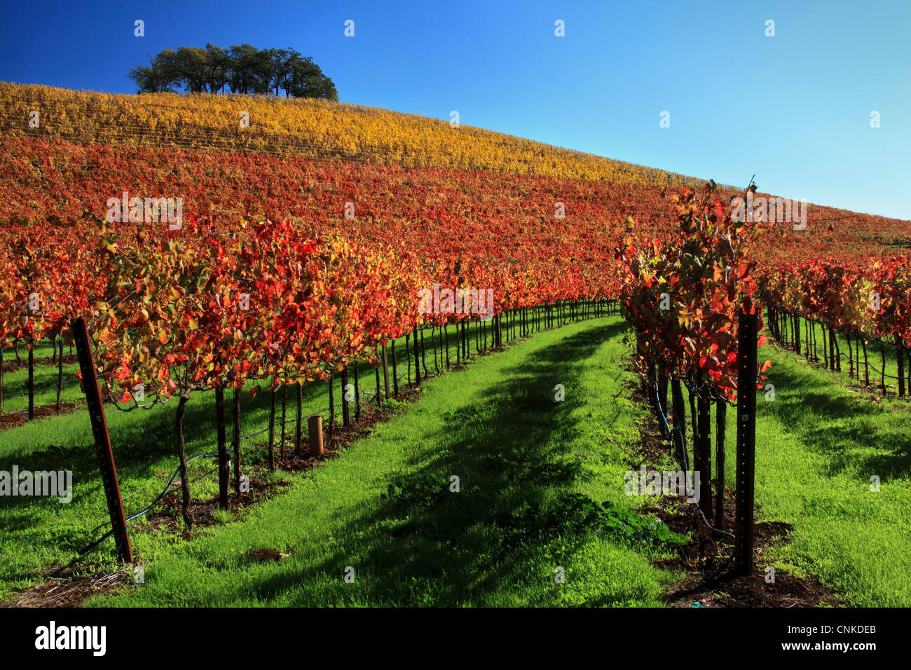 Photo of wine country vineyards in full autumn color, Napa County ...