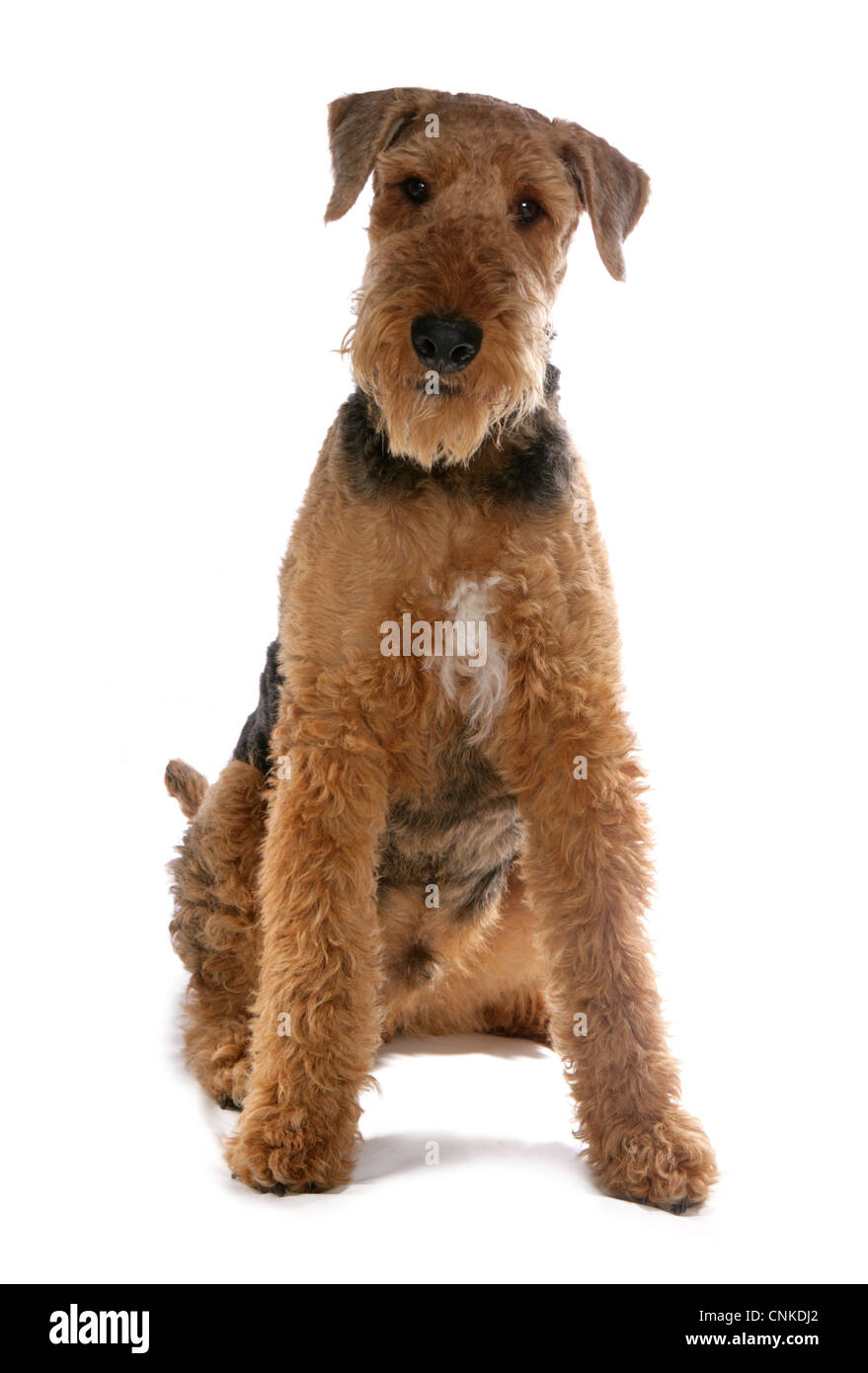 Domestic Dog, Airedale Terrier, adult male, sitting Stock Photo - Alamy