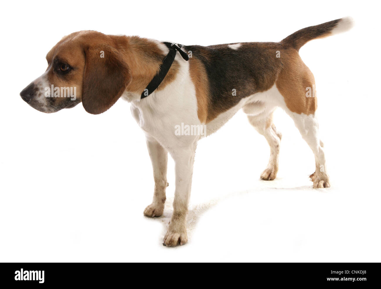 Domestic Dog, Beagle, adult male, with collar, standing Stock Photo - Alamy