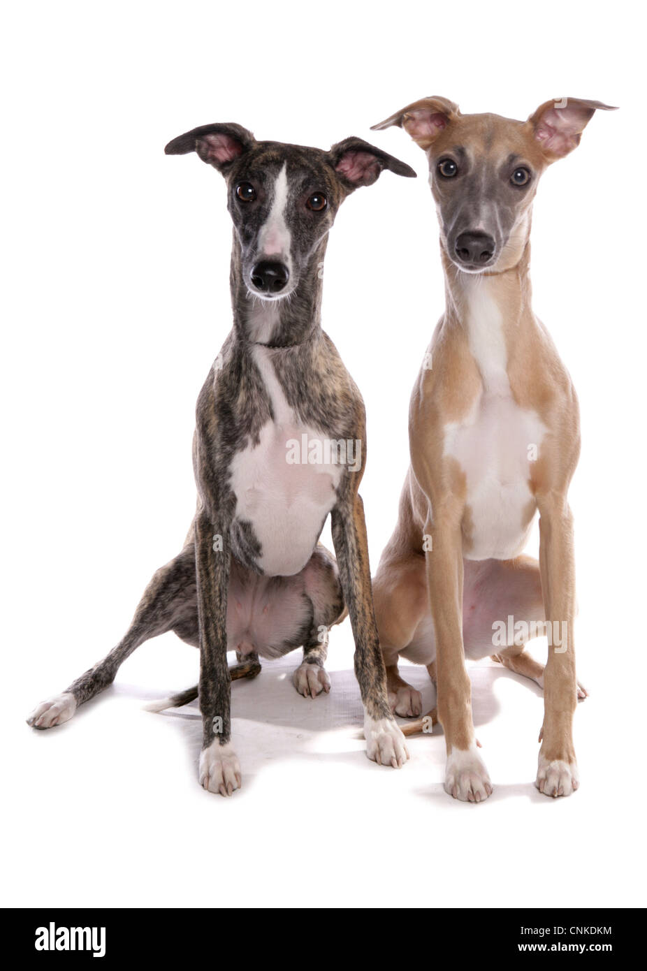 Domestic Dog, Whippet, two adults, sitting Stock Photo - Alamy