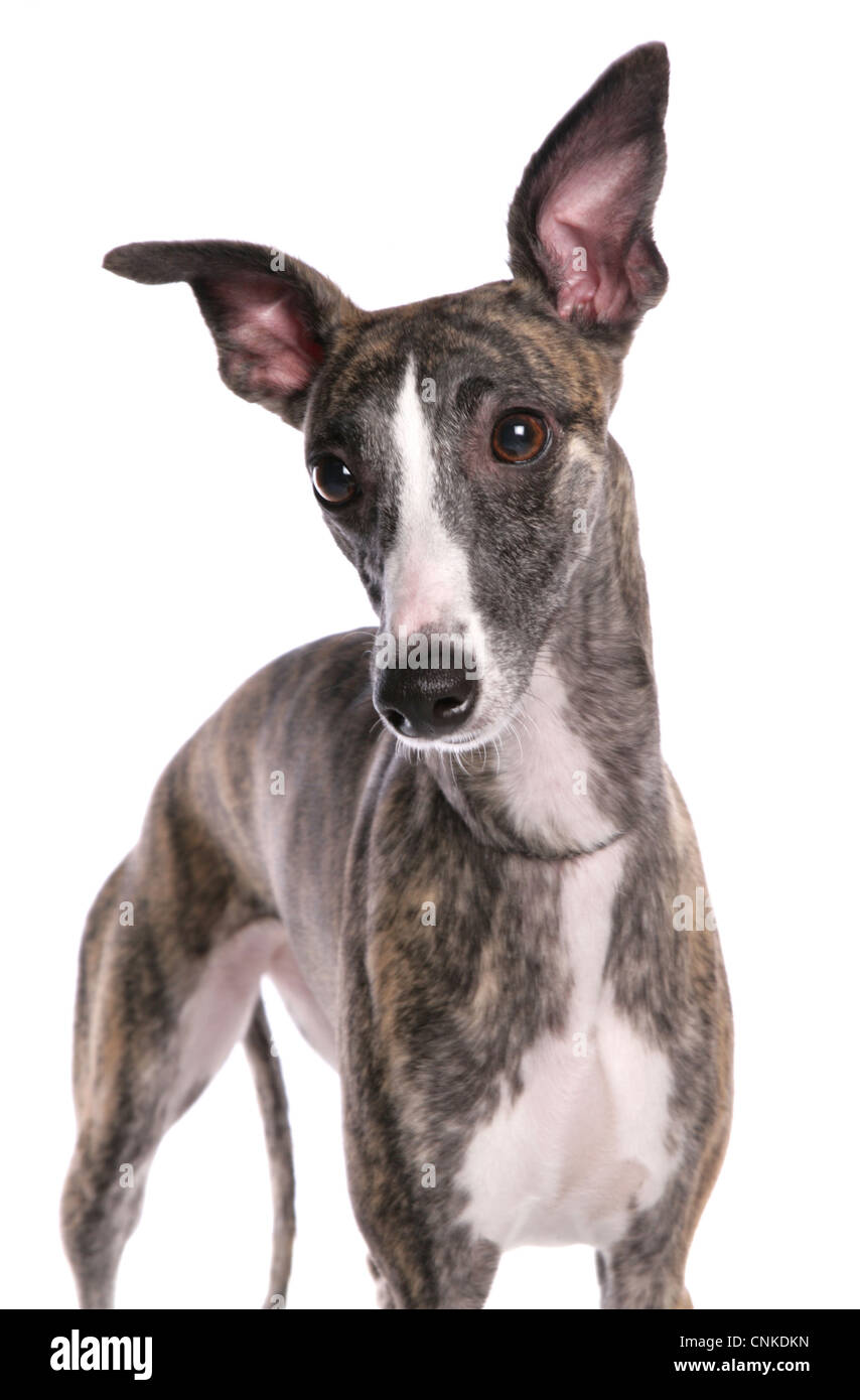 Brindle Whippet Stock Photos & Brindle Whippet Stock Images - Alamy