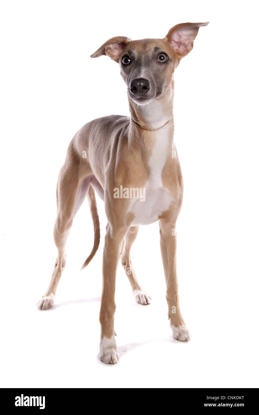 Whippets breeds hi-res stock photography and images - Alamy
