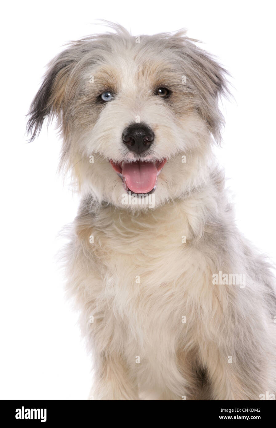 Domestic Dog, collie, female puppy, eye with 'Wall Eye' heterochromia ...