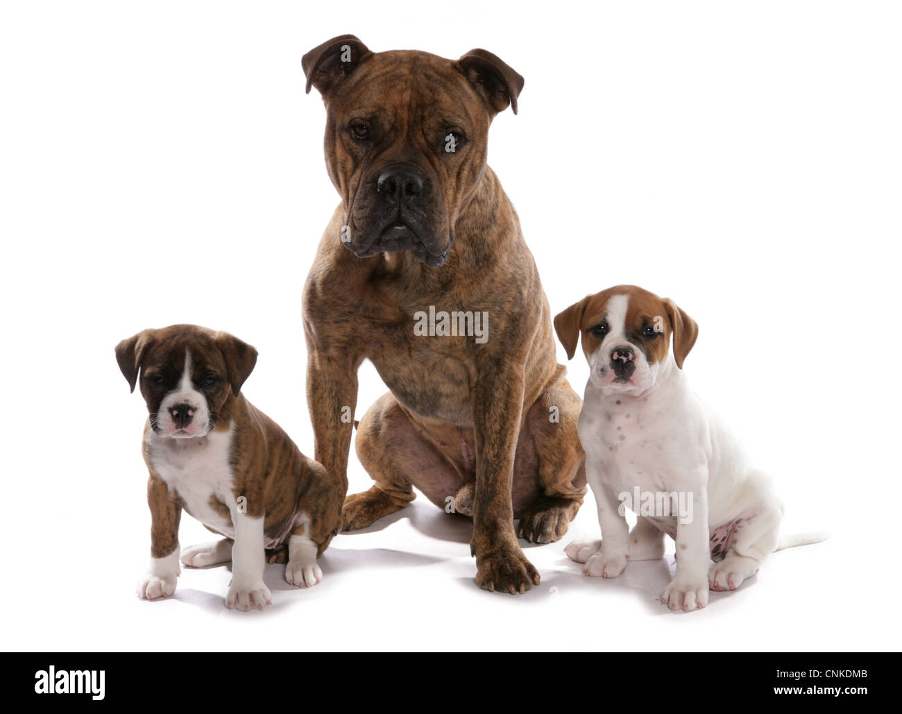 Domestic victorian hi-res stock photography and images - Alamy