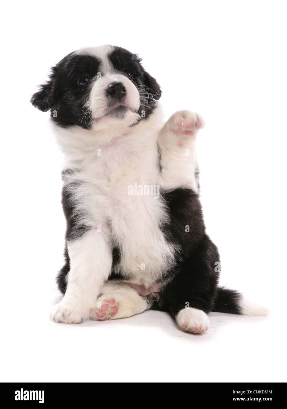 Front paws up Cut Out Stock Images & Pictures - Alamy