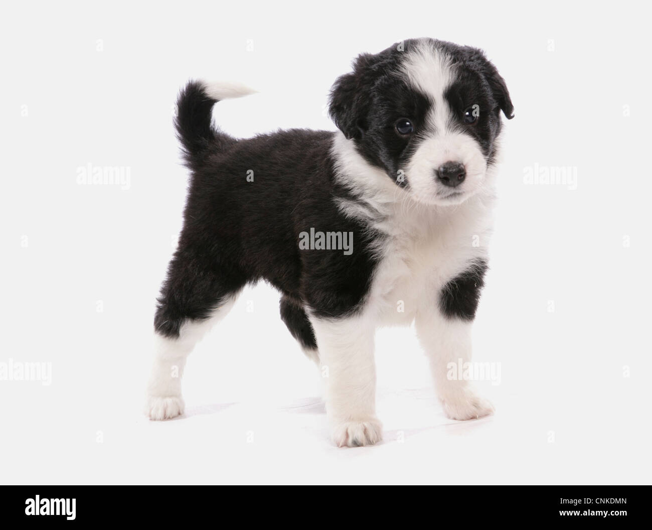 Domestic Dog, Border Collie, puppy, standing Stock Photo - Alamy