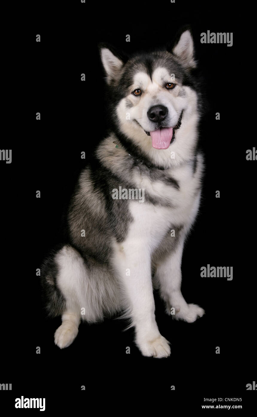 Domestic Dog, Alaskan Malamute, adult female, sitting Stock Photo - Alamy