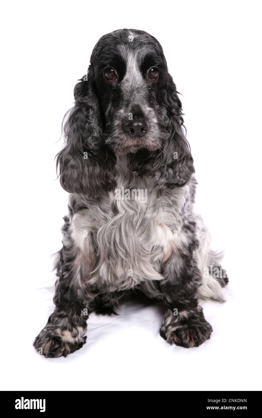 Domestic Dog, English Cocker Spaniel, adult female, sitting Stock Photo ...