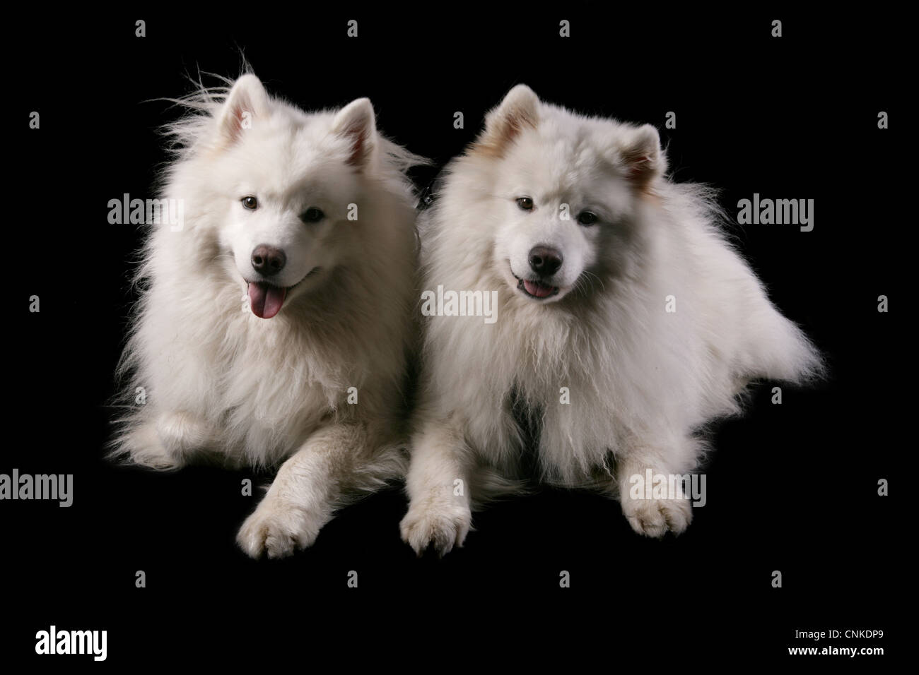 Domestic Dog, Samoyed, two adult females, laying Stock Photo - Alamy