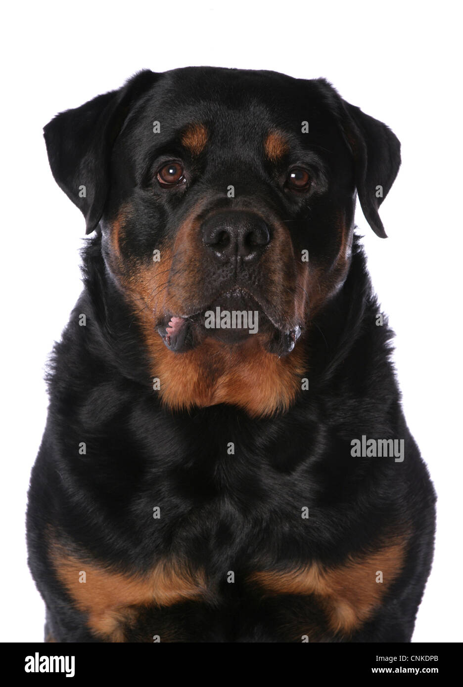 Domestic Dog, Rottweiler, adult male, close-up of head Stock Photo - Alamy