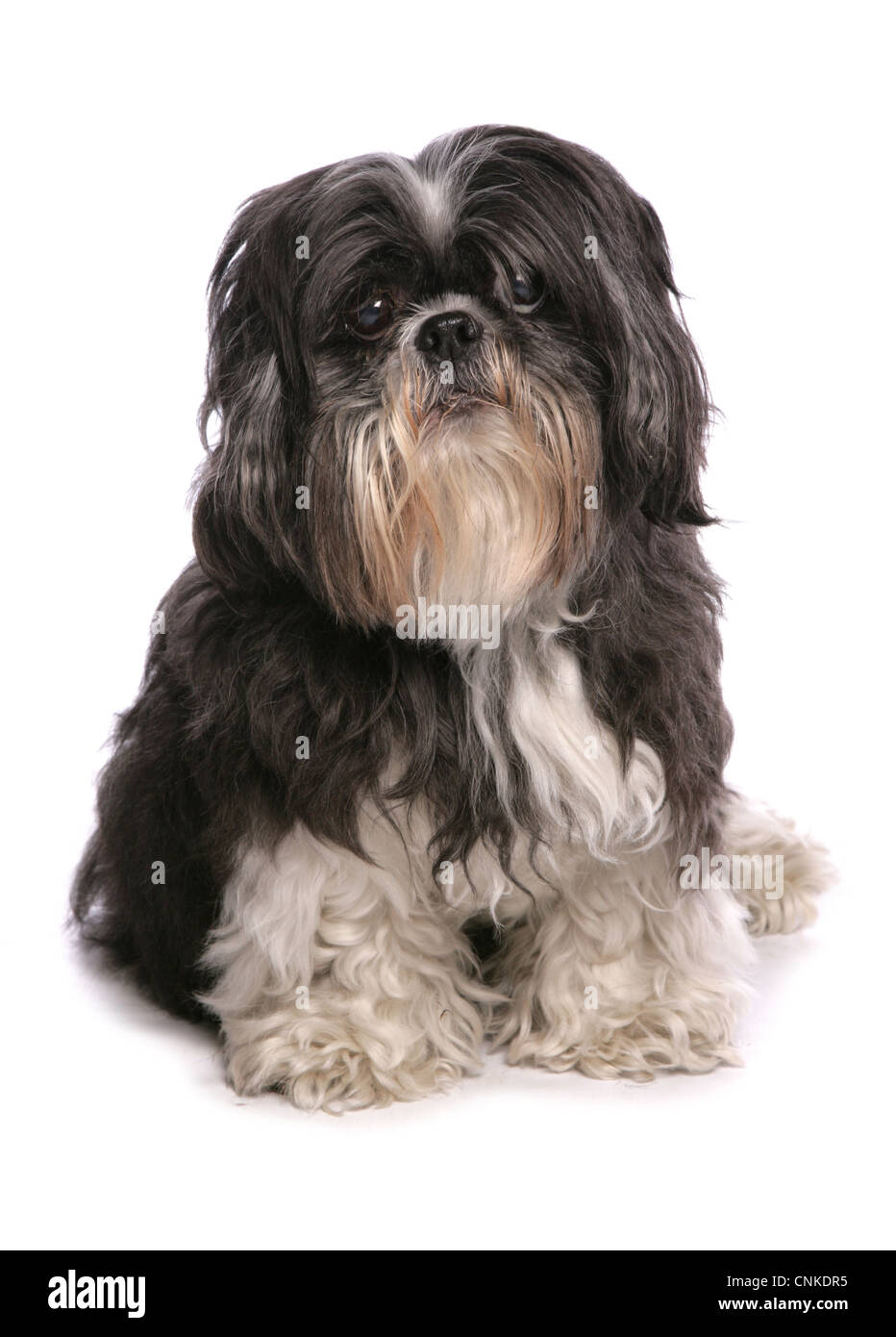 Domestic Dog, Shih Tzu, adult, sitting Stock Photo - Alamy