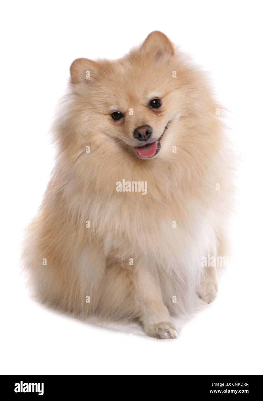 Spitz dog dogs adult hi-res stock photography and images - Alamy