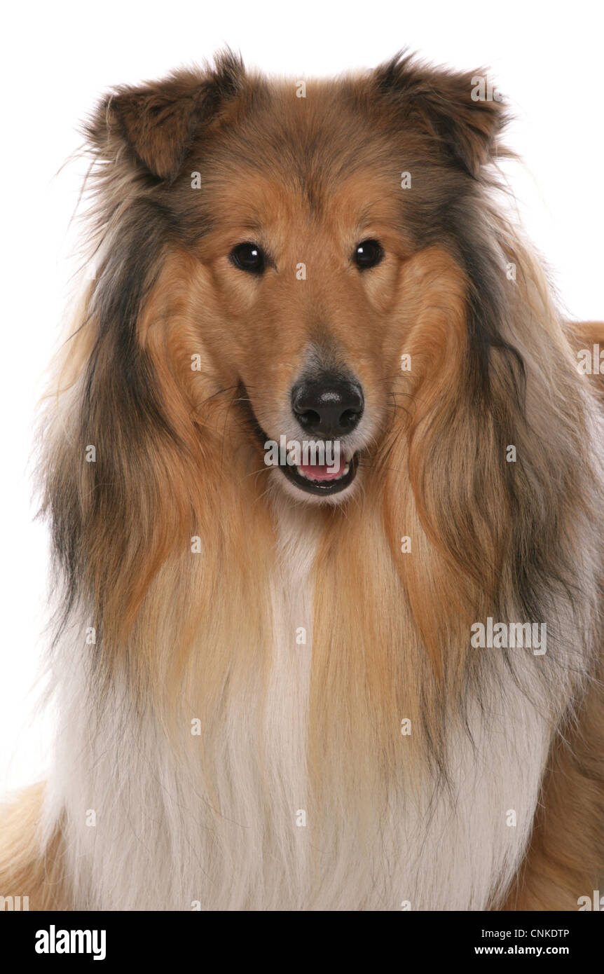 Domestic Dog, Rough Collie, adult, close-up of head Stock Photo - Alamy