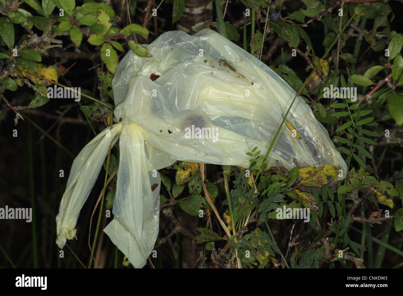 Domestic Dog, muck in plastic waste bag, left hanging in bush, Isle of ...