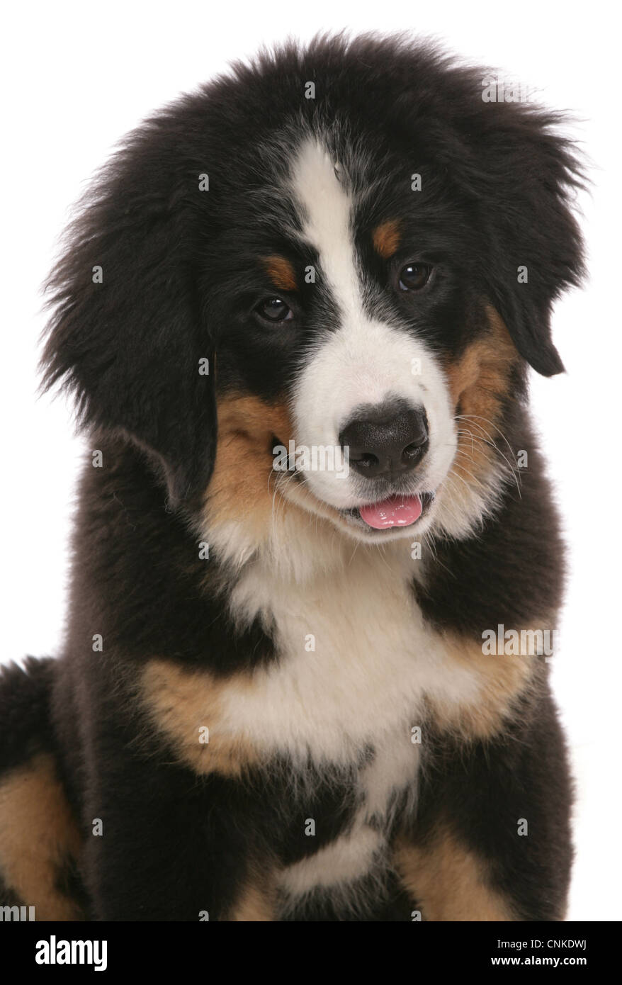 Domestic Dog, Bernese Mountain Dog, puppy, close-up of head Stock Photo ...