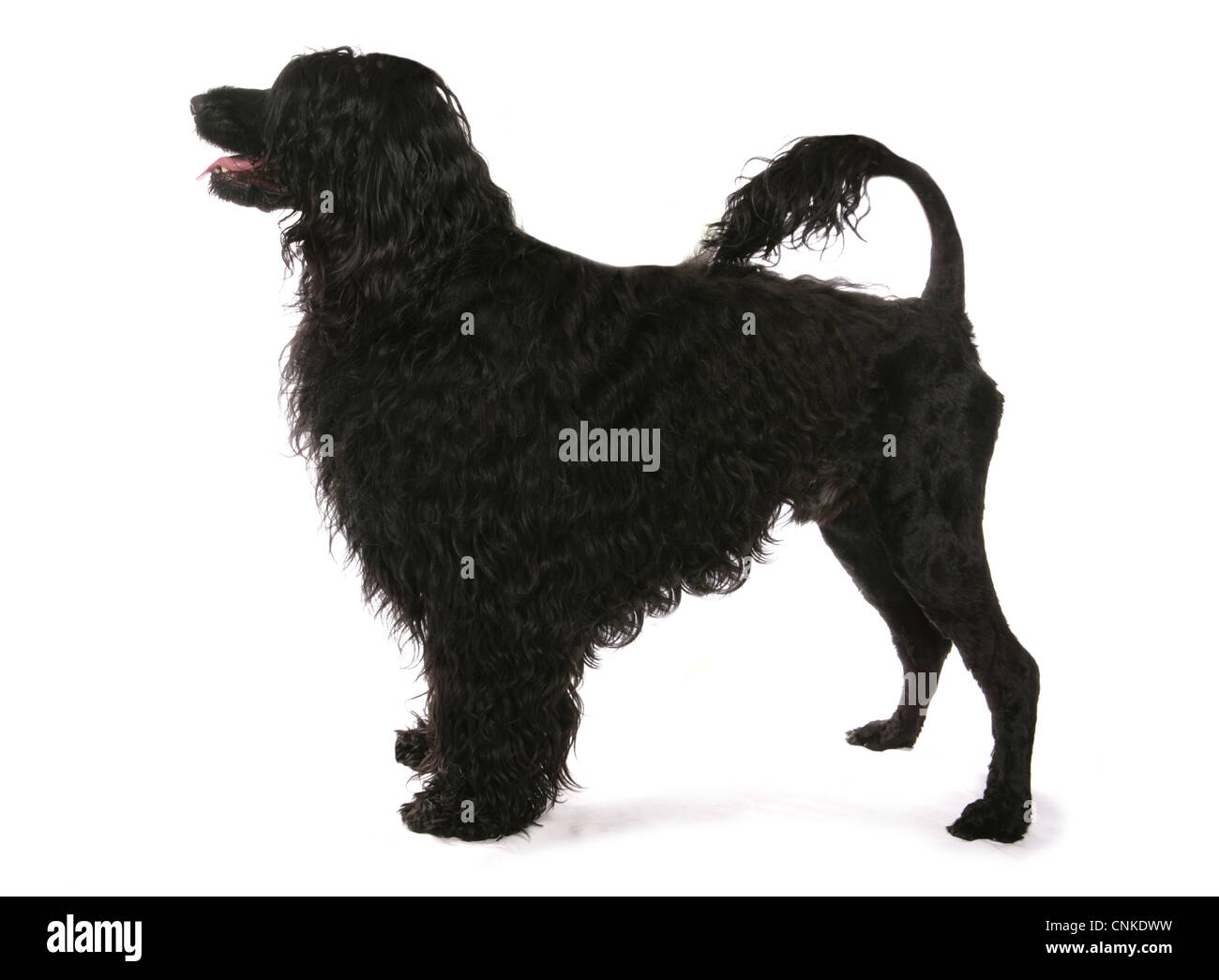 Portuguese Dog Breeds High Resolution Stock Photography and Images - Alamy