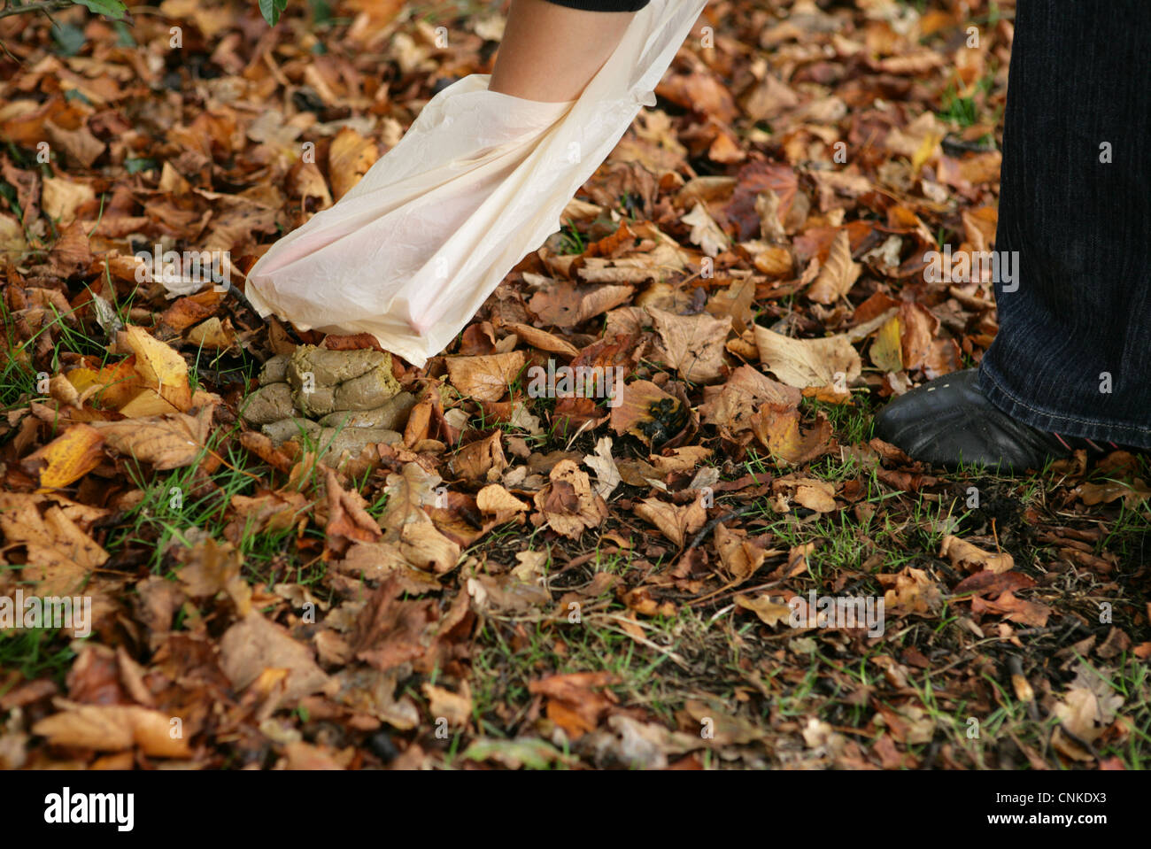 Dogs muck hi-res stock photography and images - Alamy