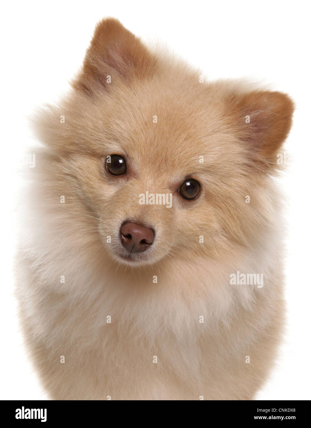 Spitz dog dogs adult hi-res stock photography and images - Alamy