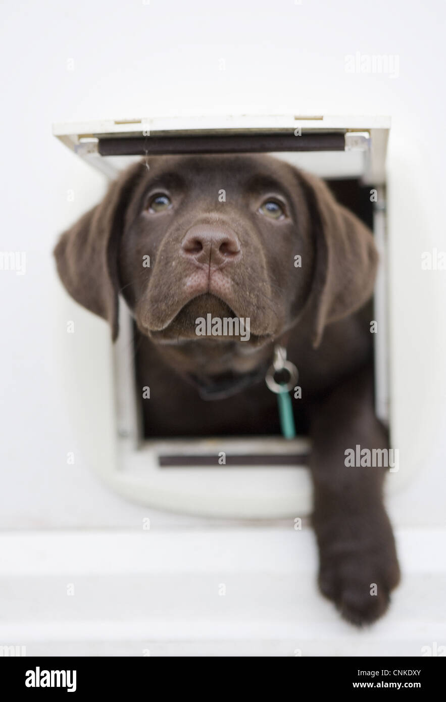 Domestic Dog Chocolate Labrador Retriever ten-week old male puppy ...