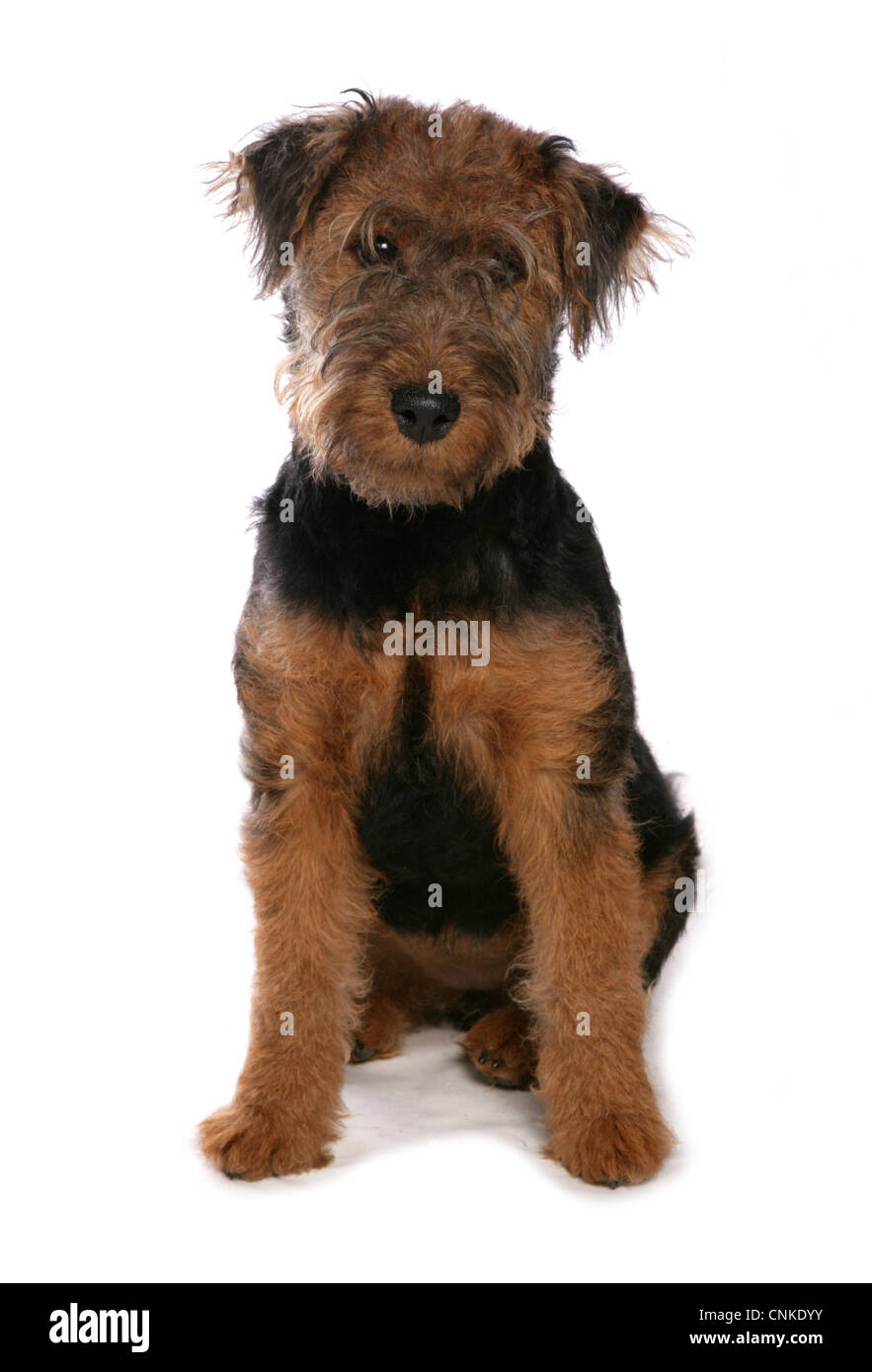 Welsh breeds Cut Out Stock Images & Pictures - Alamy