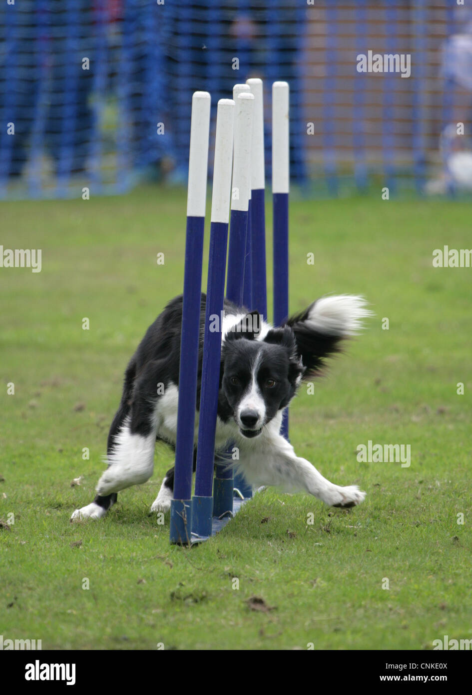 Weaving poles hi-res stock photography and images - Alamy