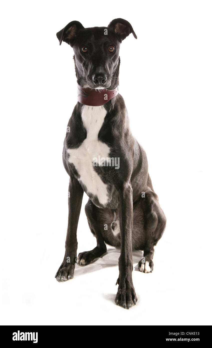 Lurcher dogs hi-res stock photography and images - Alamy