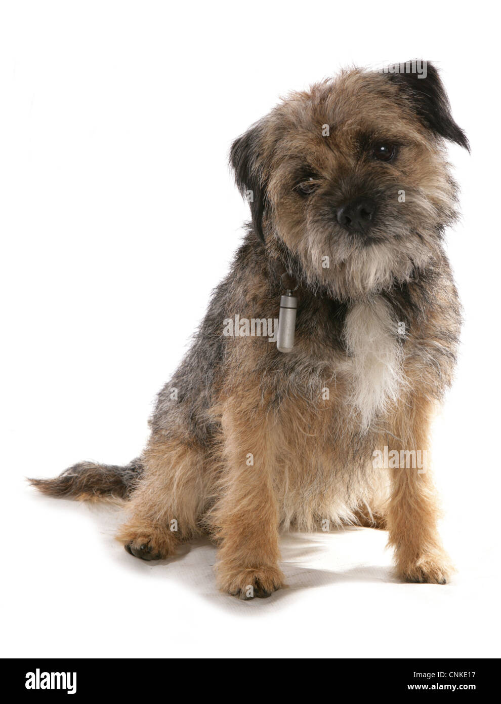 Domestic Dog, Border Terrier, adult, sitting, with collar and ...