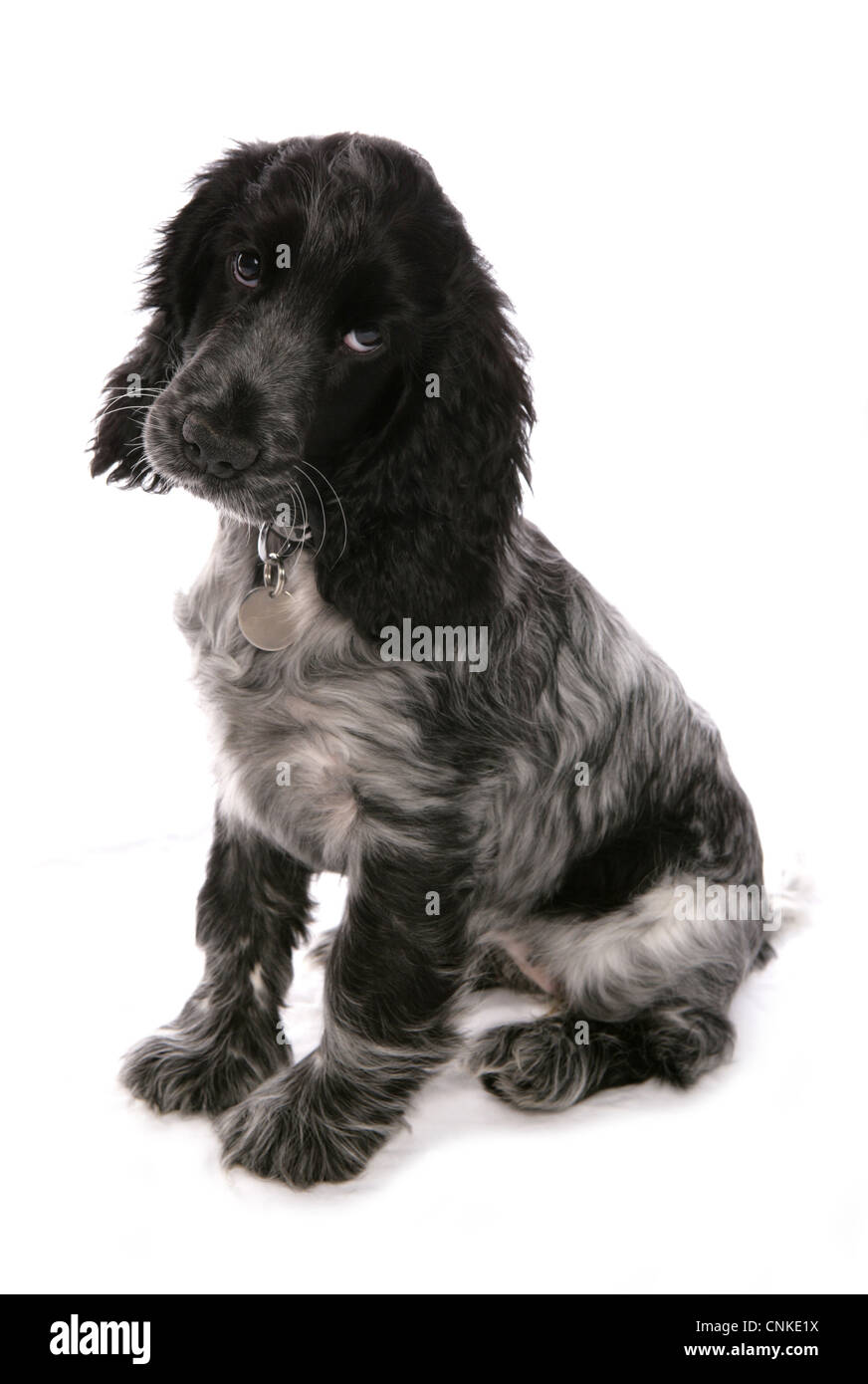 Domestic Dog, English Cocker Spaniel, female puppy, thirteen-weeks old ...