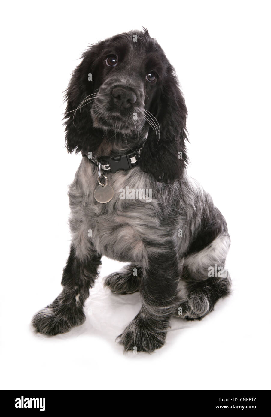 Domestic Dog, English Cocker Spaniel, female puppy, thirteen-weeks old ...