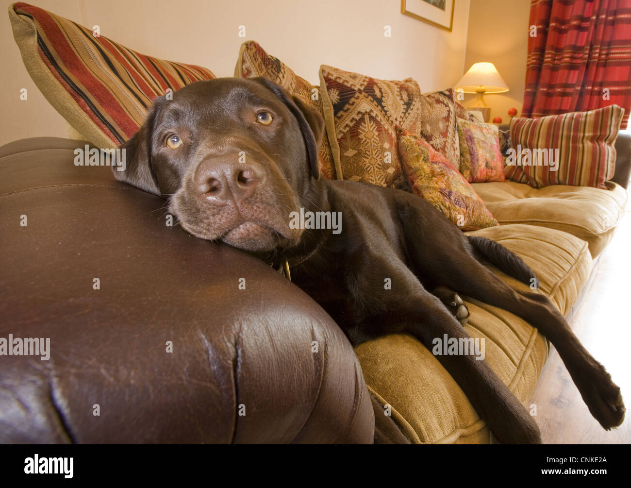 Domestic Dog, Chocolate Labrador Retriever, adult, resting on sofa ...