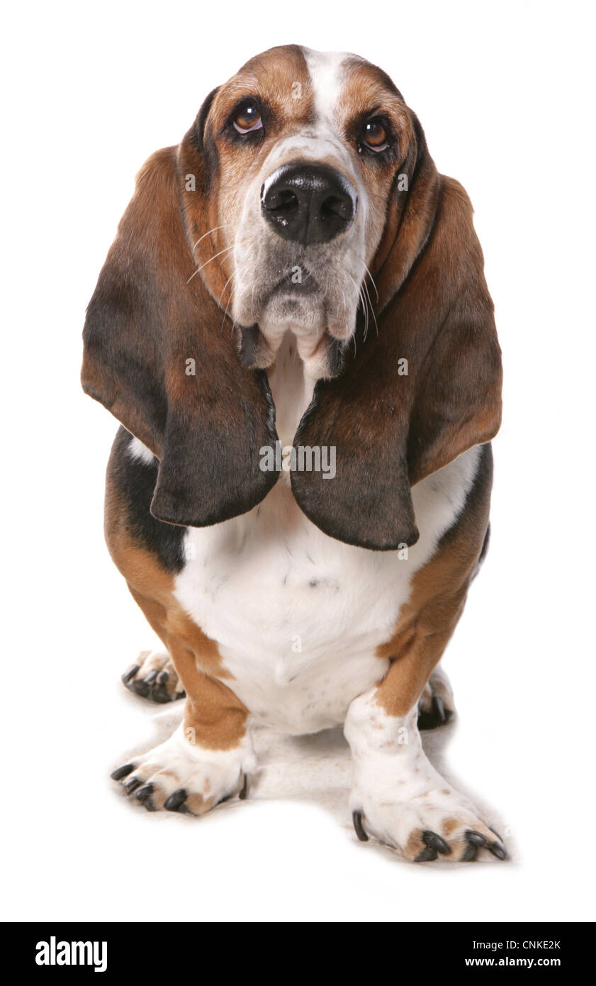 Hound dog breeds hi-res stock photography and images - Alamy
