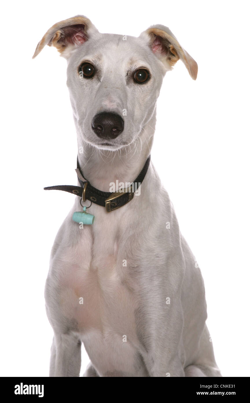 Lurcher dog head hi-res stock photography and images - Alamy