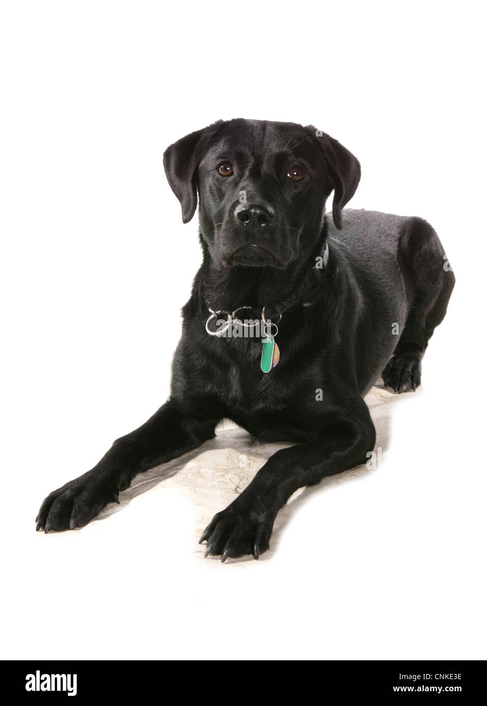 Domestic Dog, Black Labrador Retriever, adult, laying, with collar and ...