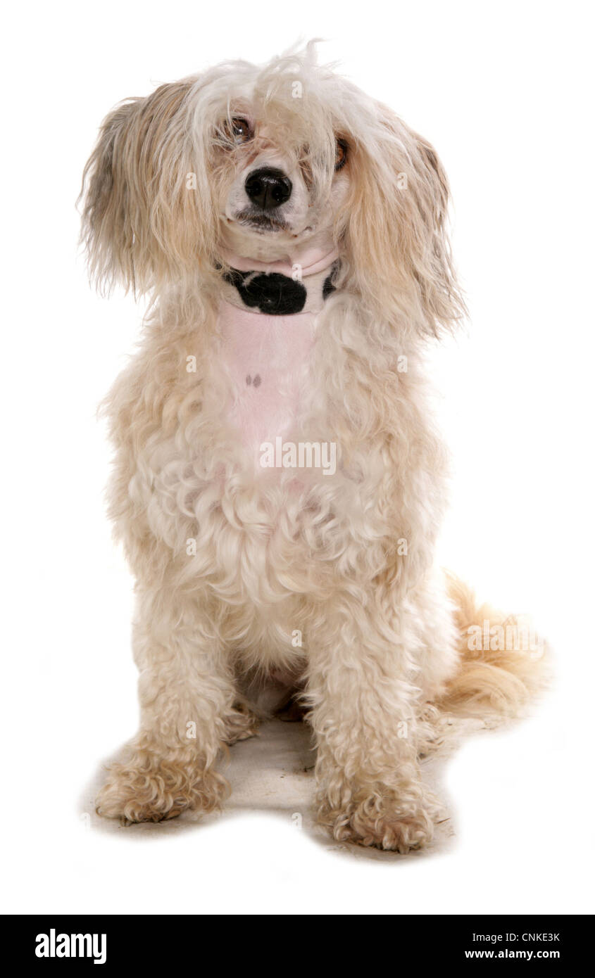Chinese crested powder puff hi-res stock photography and images - Alamy