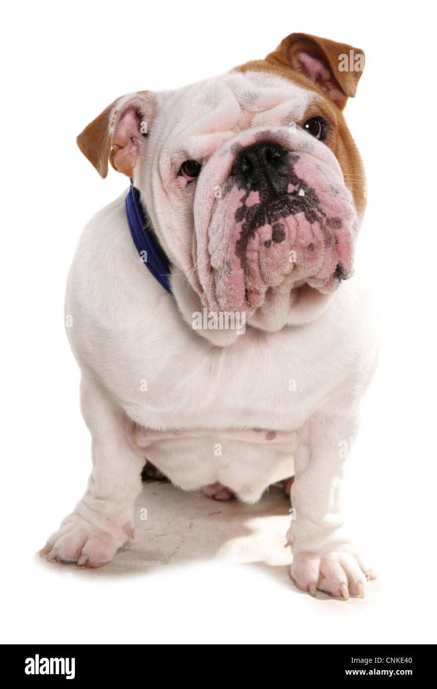 Domestic Dog, Bulldog, adult, sitting, with collar Stock Photo - Alamy