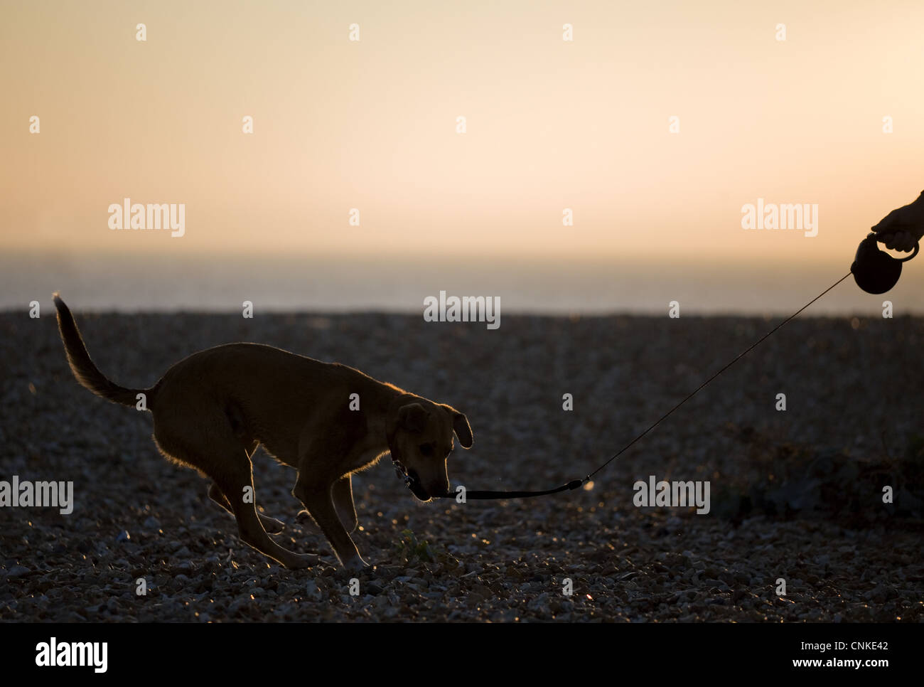 Domestic Dog, adult, on extendable lead, backlit on shingle beach at ...