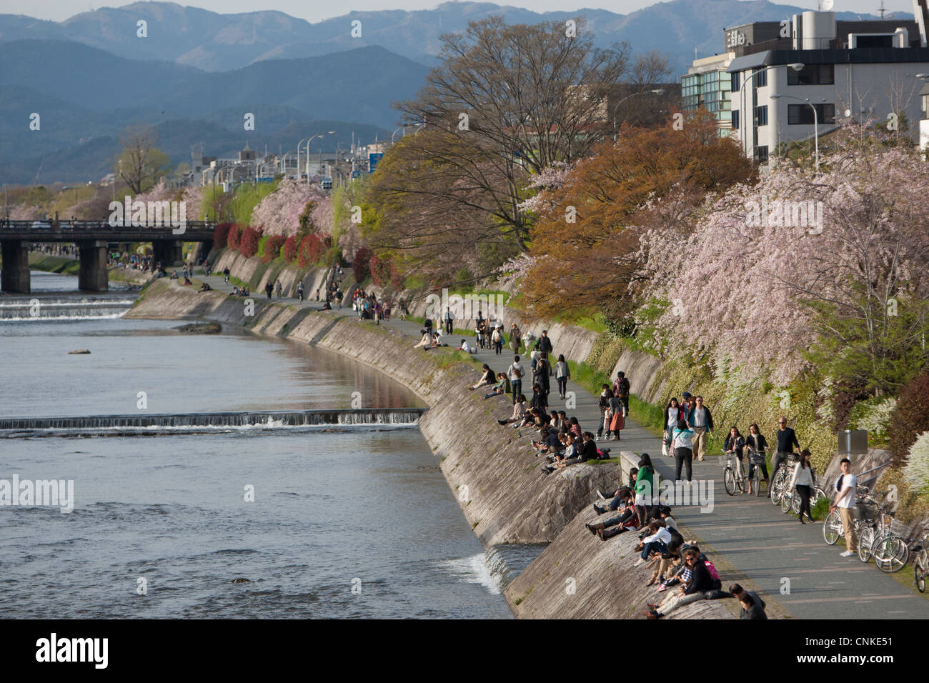 The Kamo River, at cherry blossom season, in Kyoto, Japan Stock Photo ...