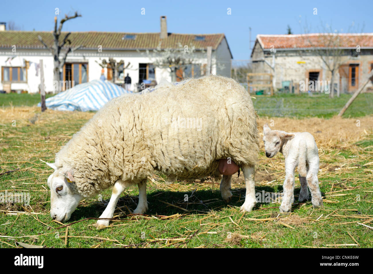 Stock photo of ewe hi-res stock photography and images - Alamy