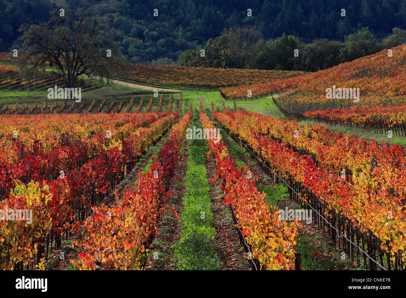 Photo of wine country vineyards in full autumn color, Sonoma County ...