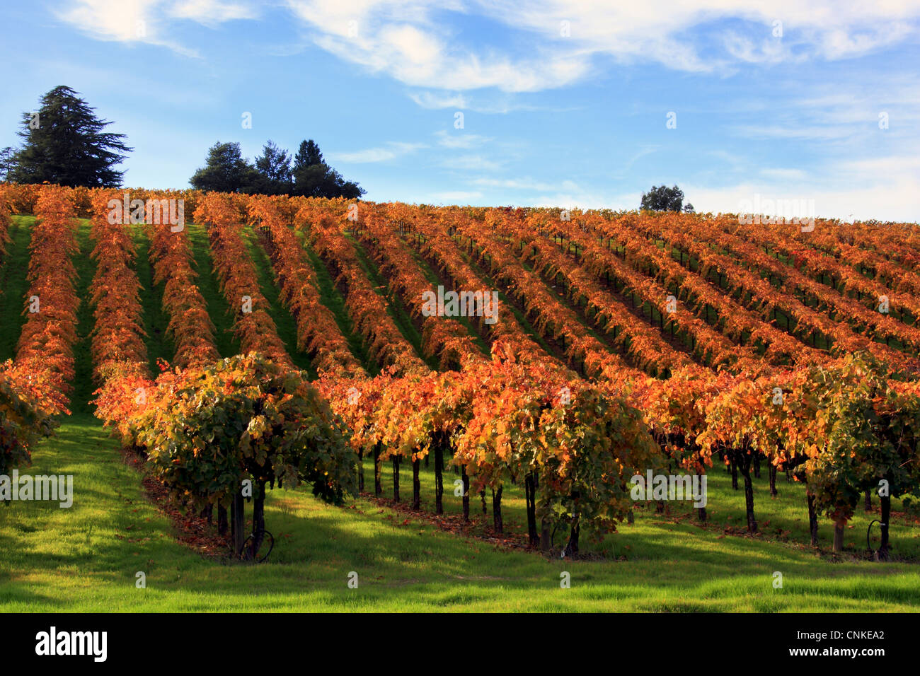Photo of wine country vineyards in full autumn color, Sonoma County ...